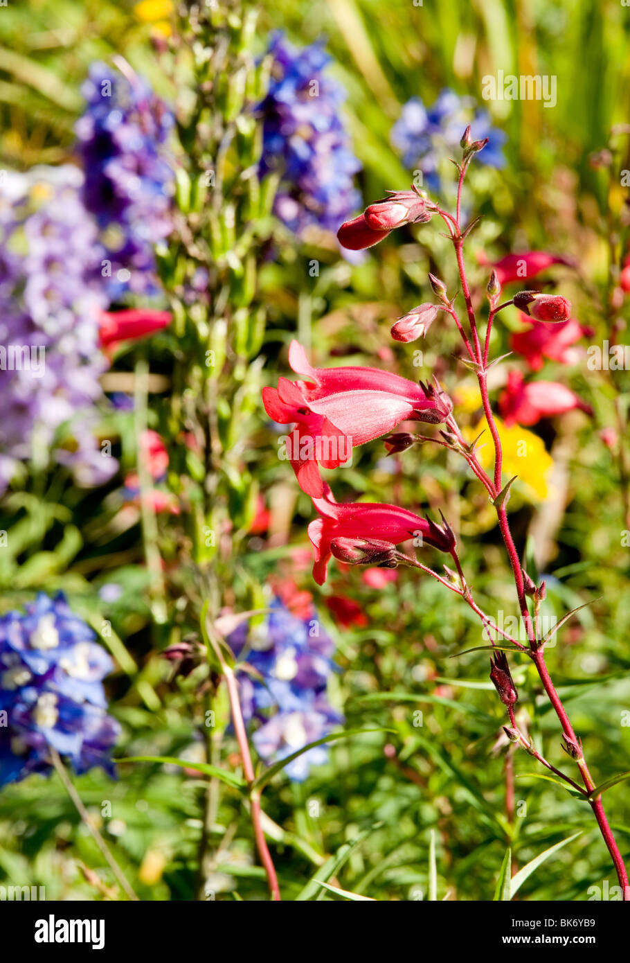 Ferreiro hi-res stock photography and images - Alamy