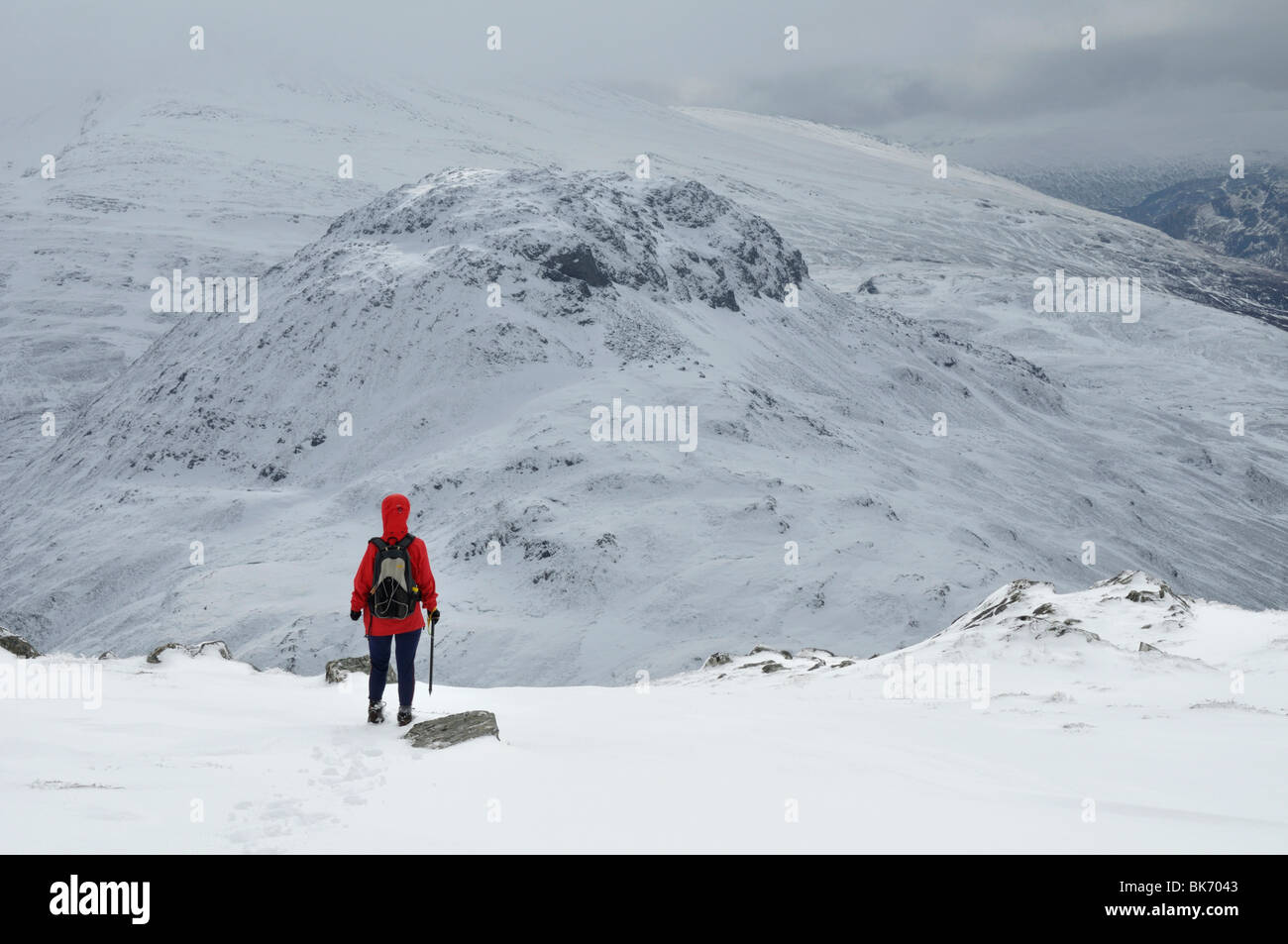 An inse hi-res stock photography and images - Alamy