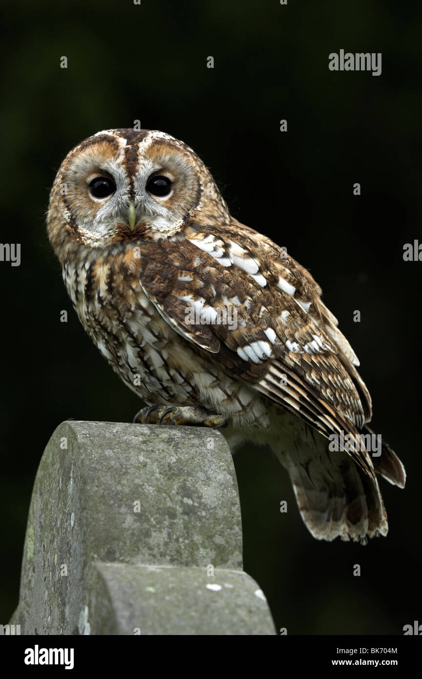 tawny owl strix aluco Stock Photo - Alamy