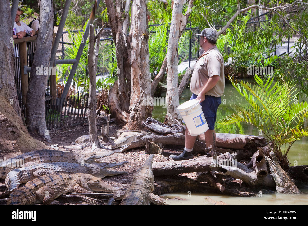 Feeding crocodile hi-res stock photography and images - Alamy