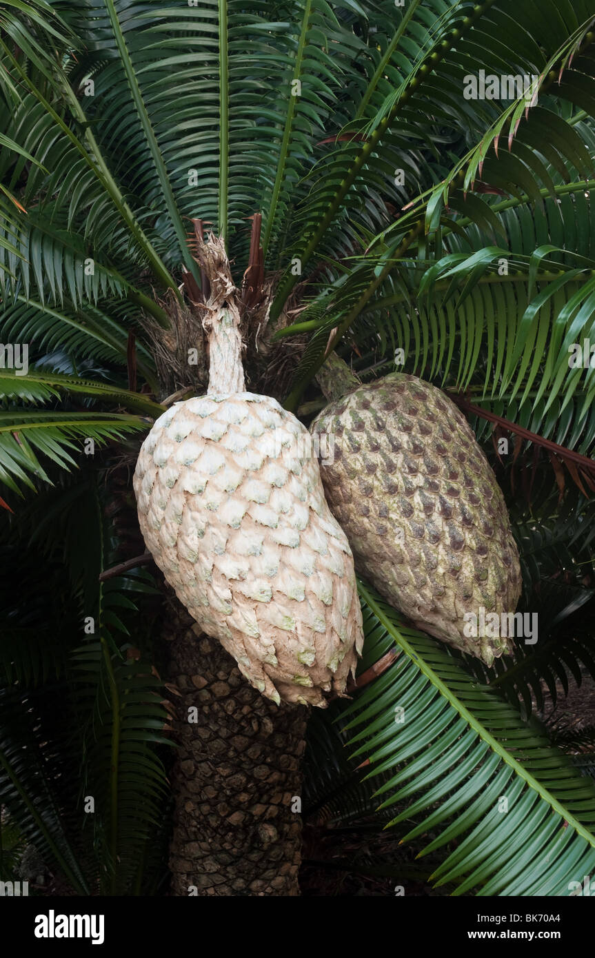Dioon hi-res stock photography and images - Alamy