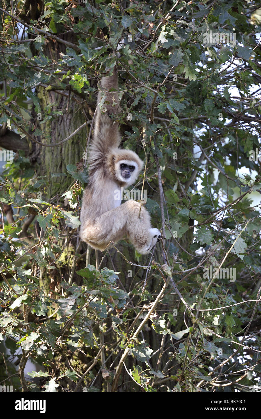 White-handed gibbon hanging in a tree Stock Photo - Alamy