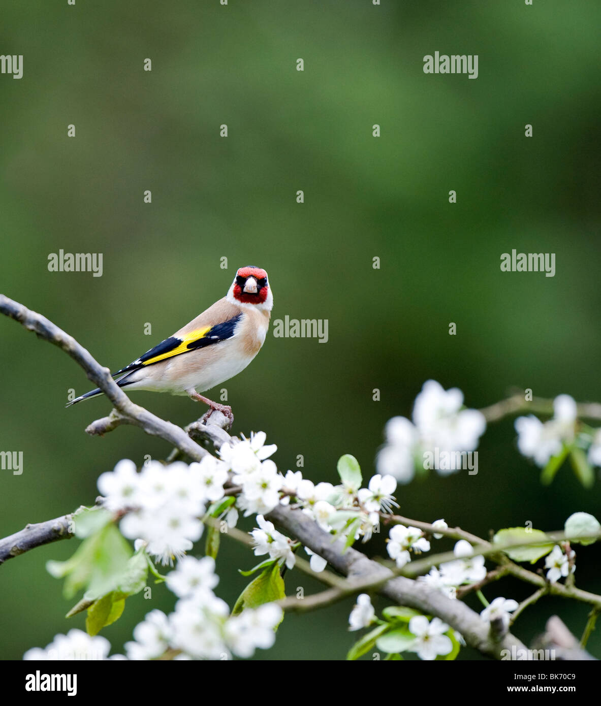 Goldfinch finch carduelis hi-res stock photography and images - Alamy