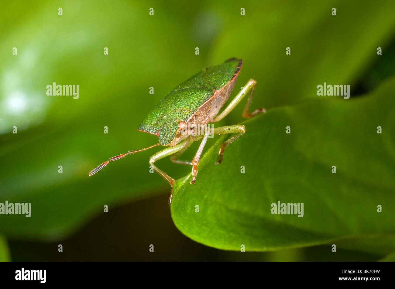 Green shieldbug on leaf. Palomina Prasina, Order Hemiptera sub order ...