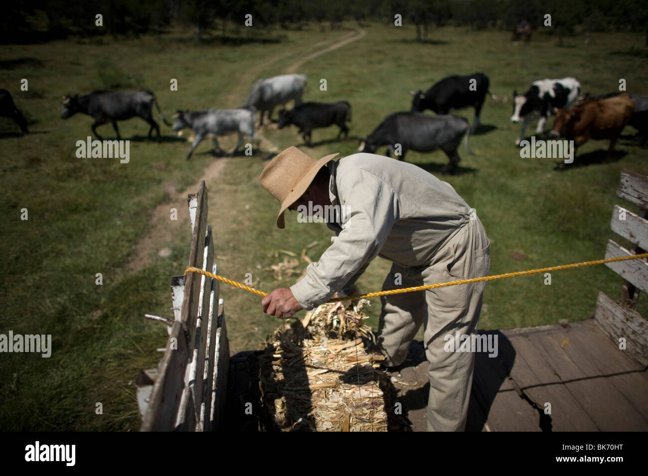 A foreman pushes hay on to the ground for fighting bulls and cows on ...