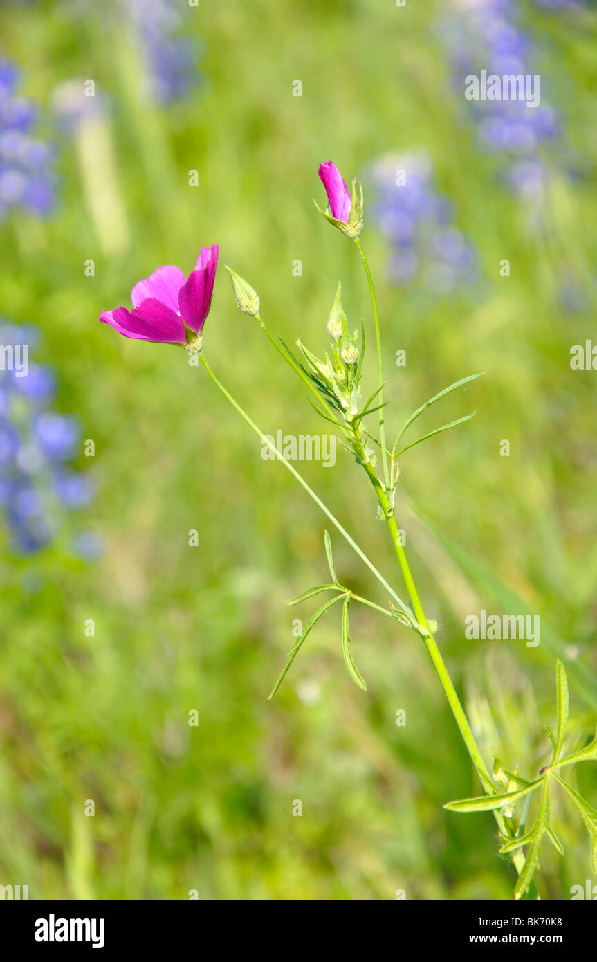 Texas wild flowers Stock Photo - Alamy