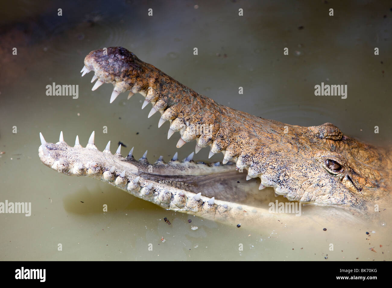 Snapping crocodile hi-res stock photography and images - Alamy