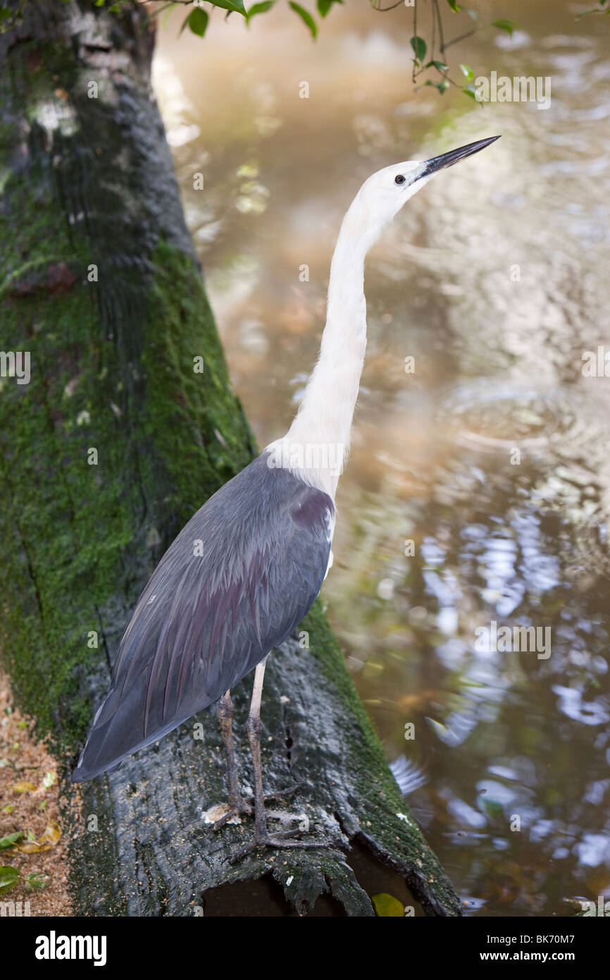 A White Necked Heron (Ardea pacifica) at Bird World in Kuranda ...