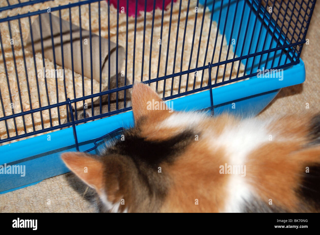 A Turtle Shell Cat awaiting the hamster to fall into its grasps and get ...