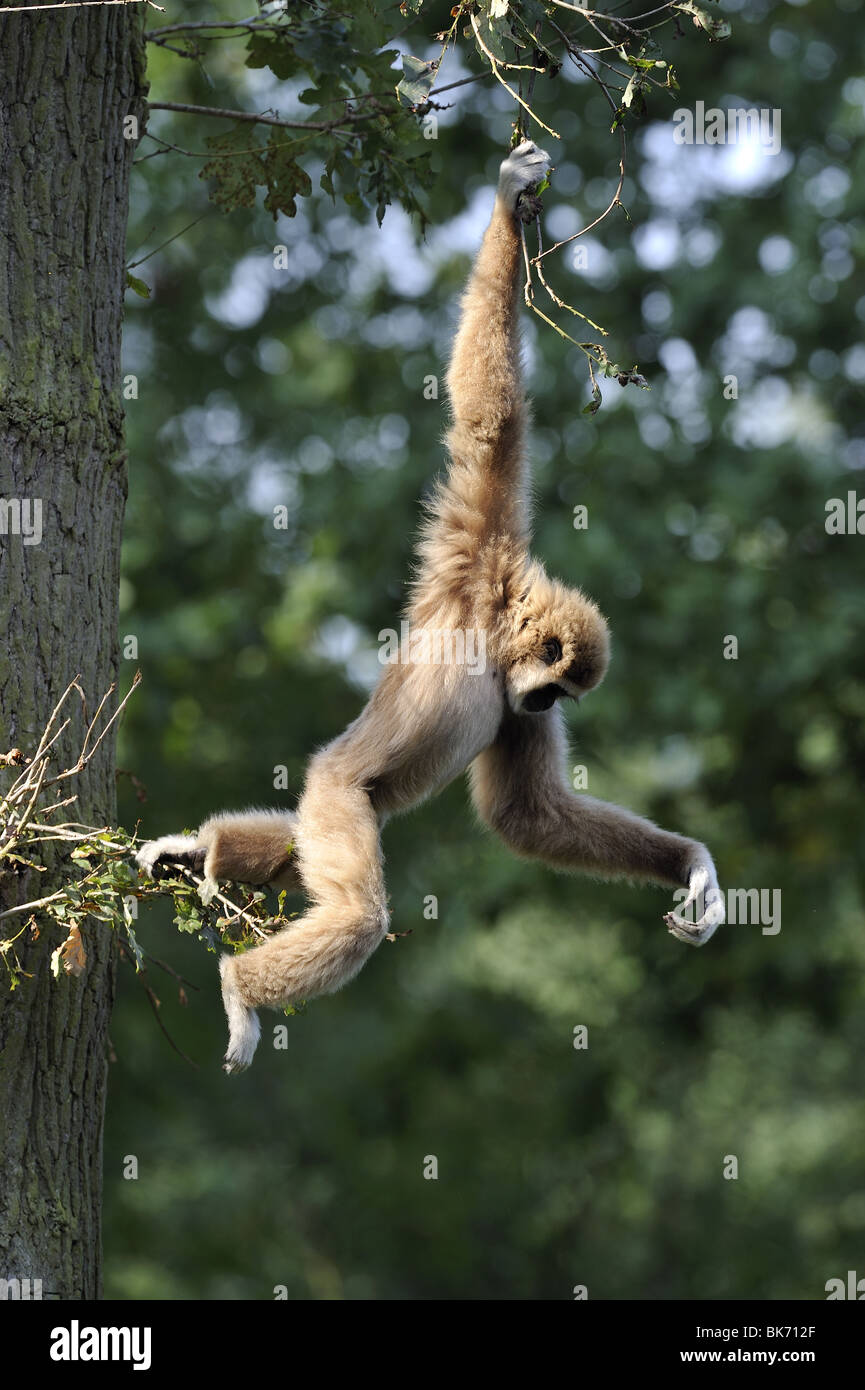 White-handed gibbon hanging in a tree Stock Photo - Alamy