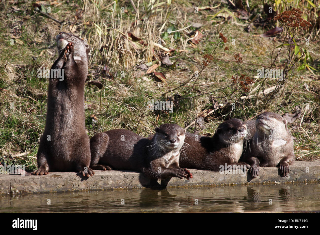 Otters legs hi-res stock photography and images - Alamy