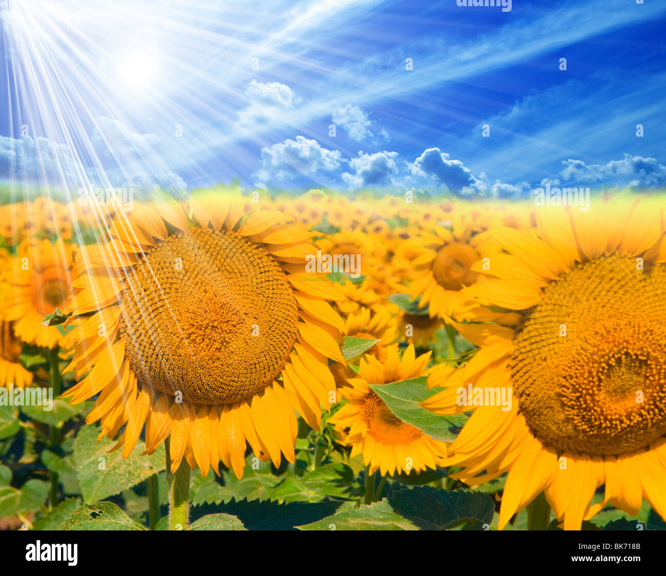 Field of sunflowers on a background of the blue sky Stock Photo - Alamy