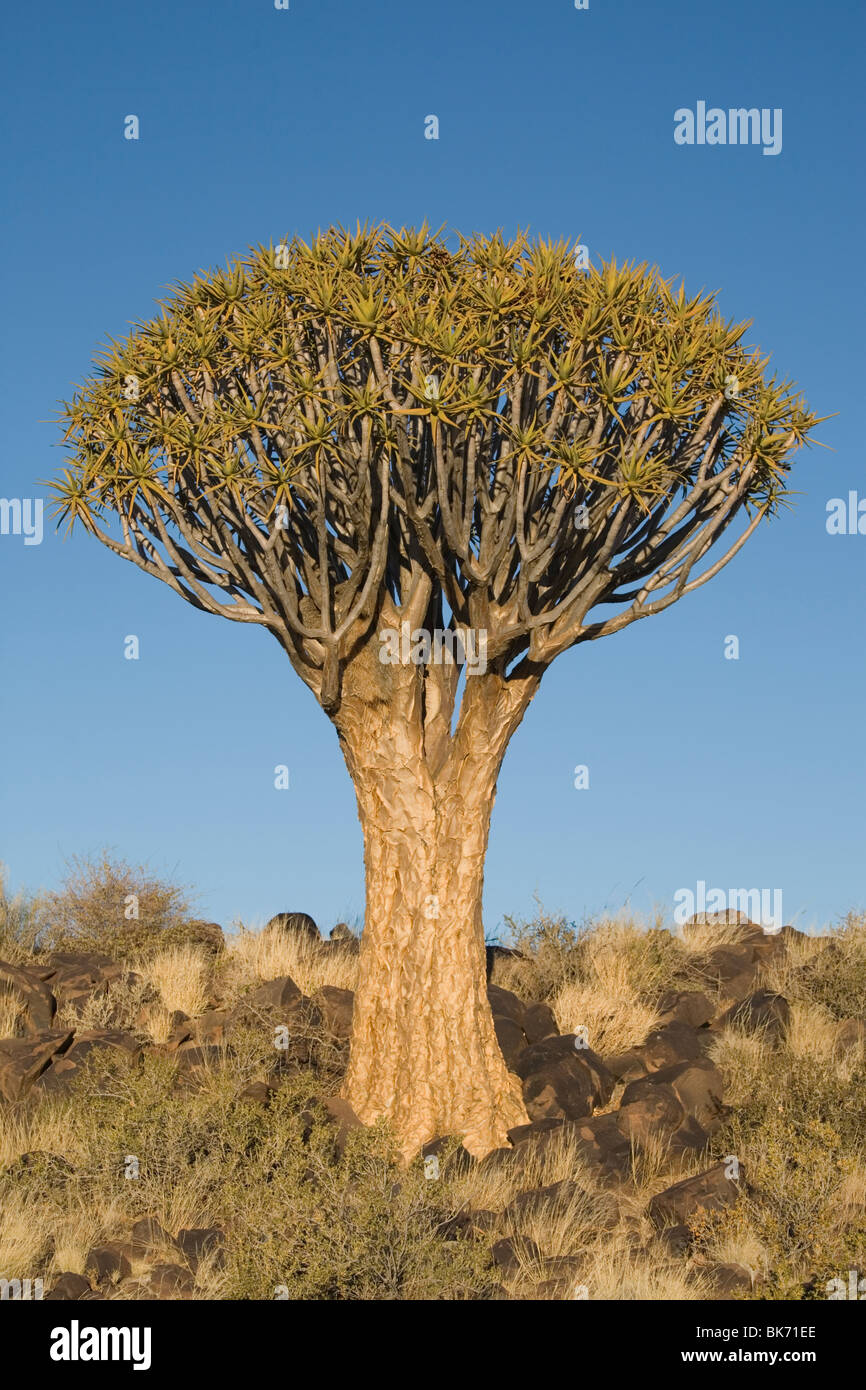 Quiver tree flower hi-res stock photography and images - Alamy