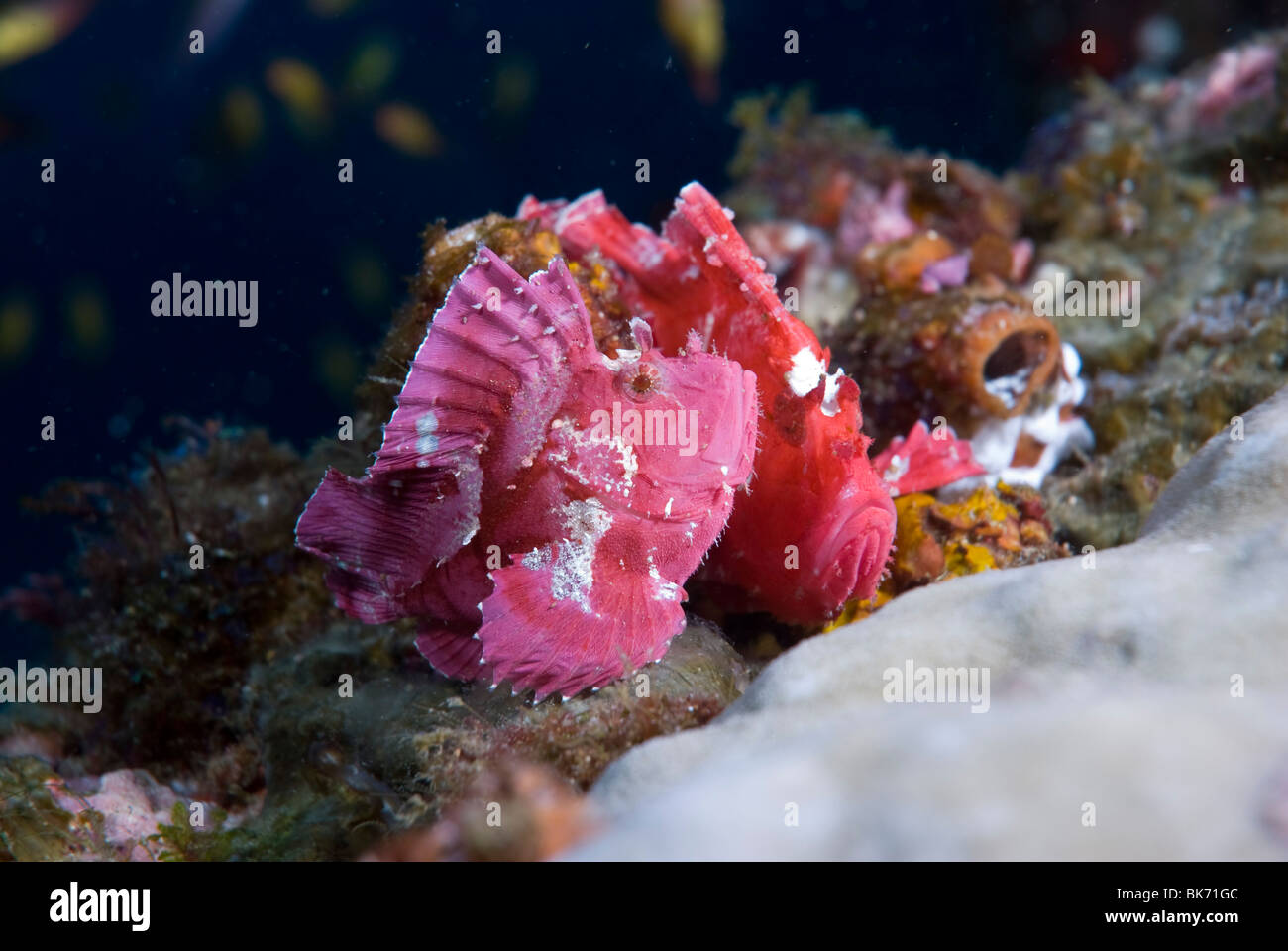 Leaf scorpion fish or paper fish, Sodwana Bay, South Africa, Indian ...