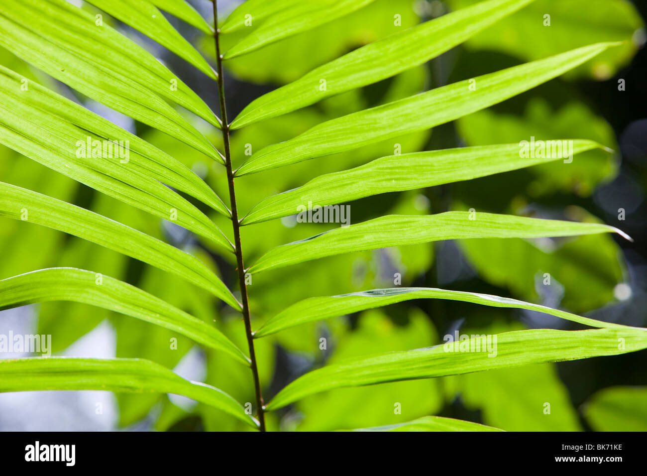 A tropical palm tree in the Daintree Rainforest, Queensland, Australia ...