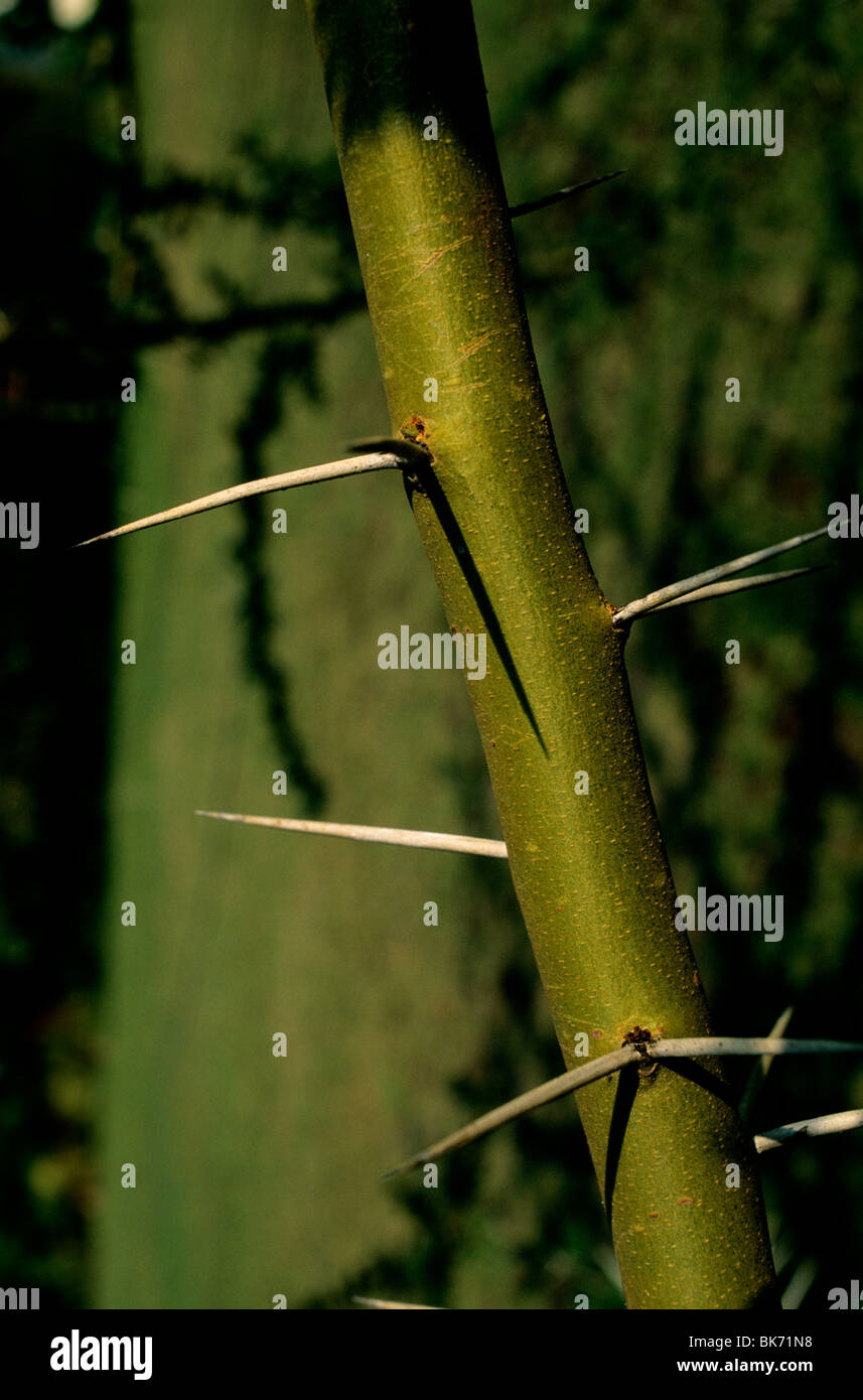 Thorn Trees Identification 270+ Thorn Apple Tree Stock Photos,