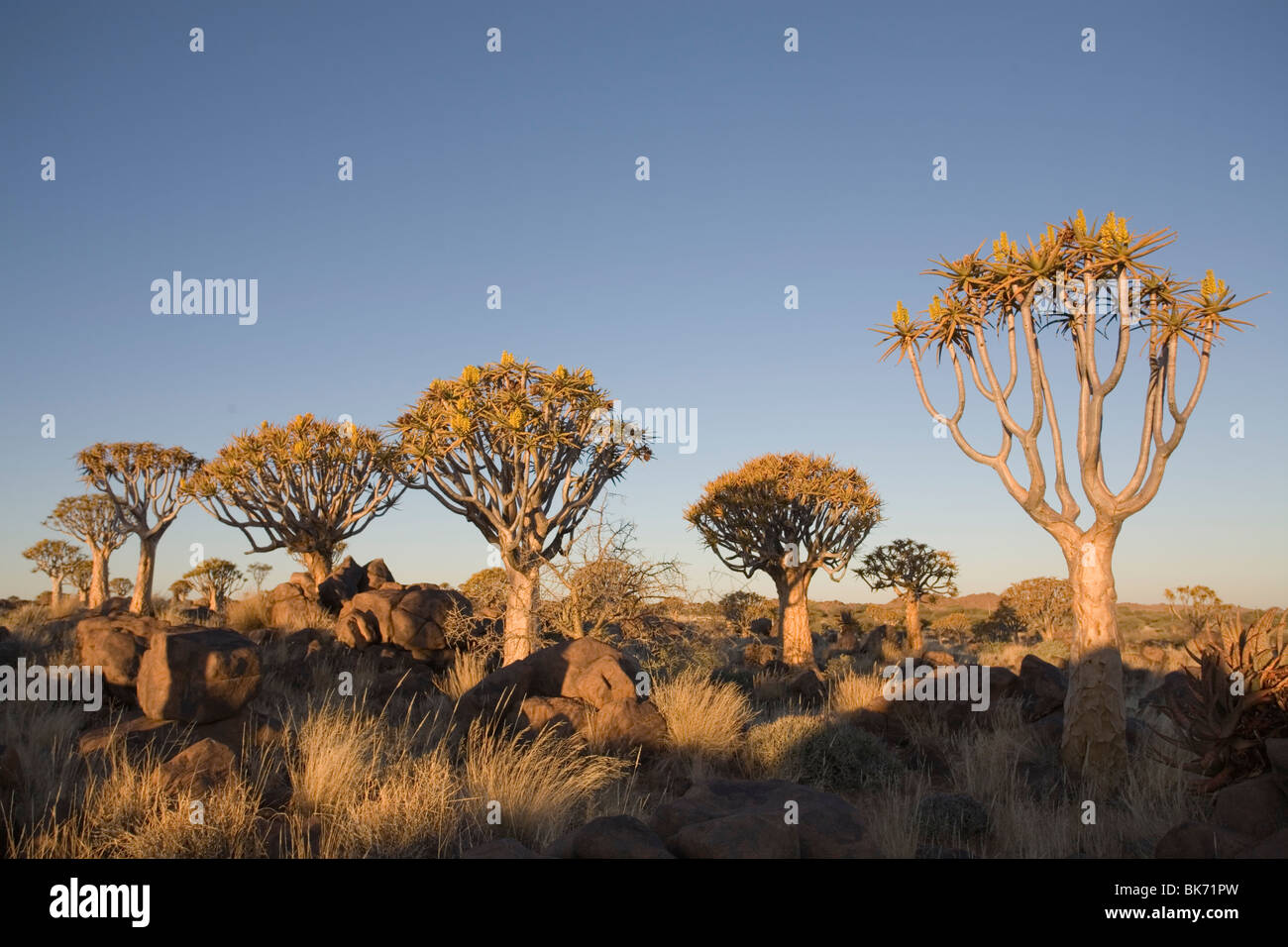 Quiver tree flower hi-res stock photography and images - Alamy