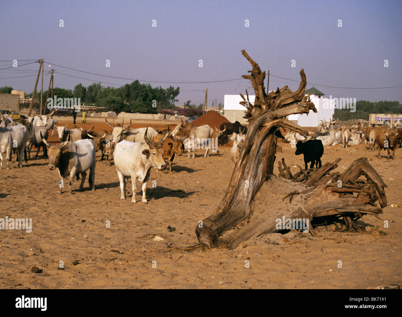 Cattle market dakar senegal africa livestock animals outdoor ...