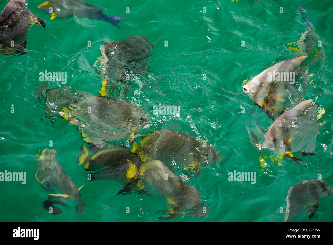 Tropical fish off Green Island on The Great Barrier Reef near Cairns in ...