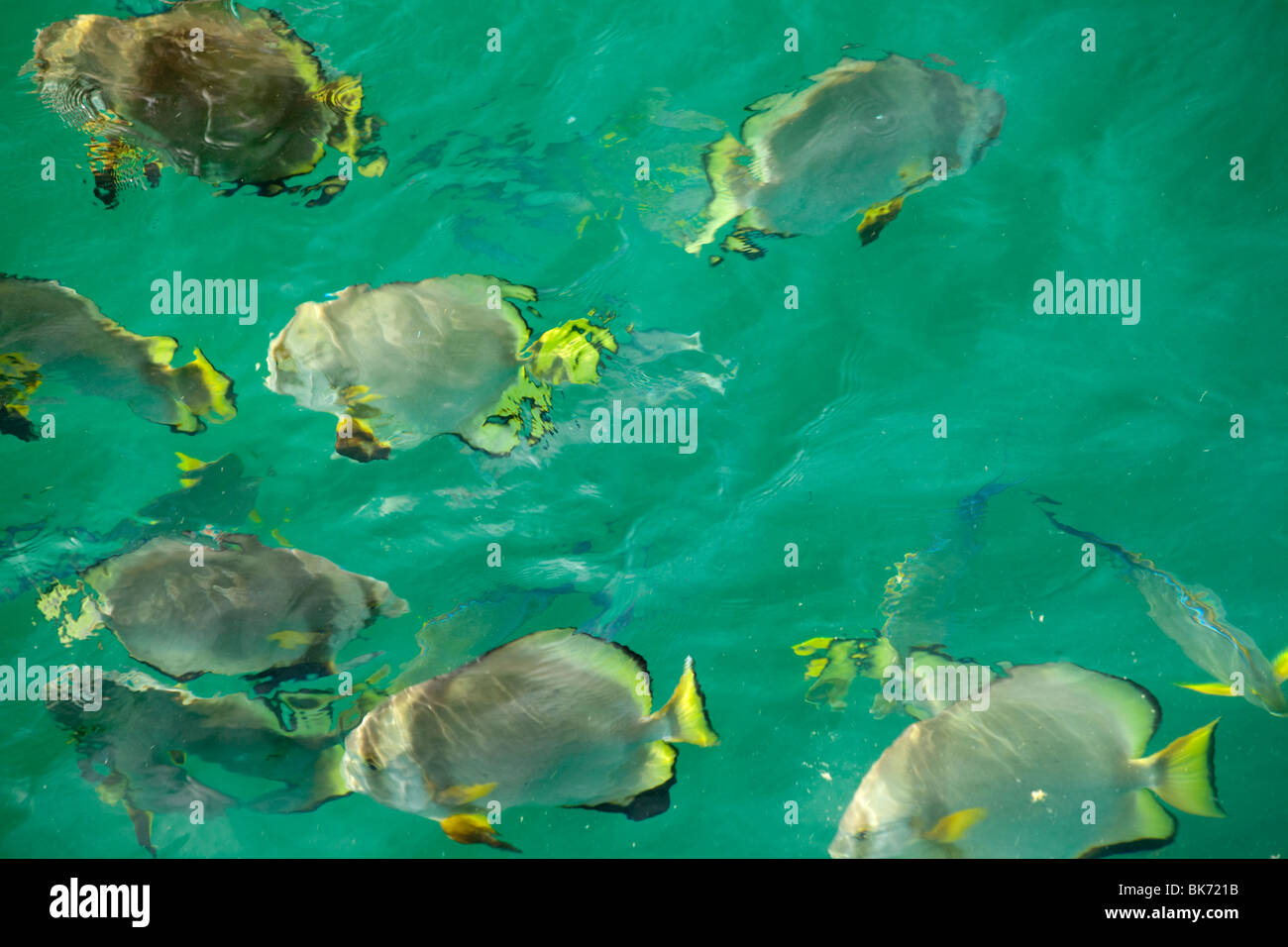 Tropical fish off Green Island on The Great Barrier Reef near Cairns in ...