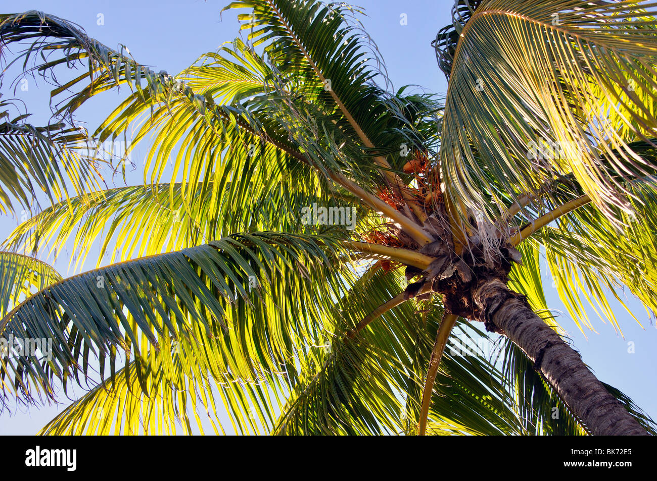 Palm, Key West, Florida, USA Stock Photo - Alamy