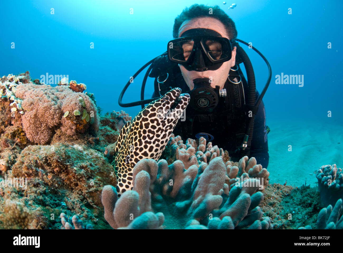 Scuba diver and honeycomb morey eel, South Africa Stock Photo - Alamy