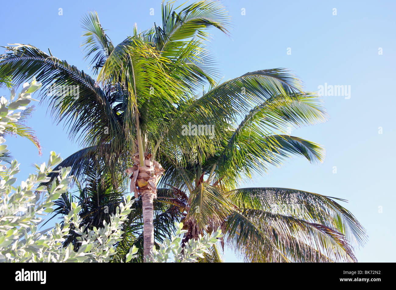 Palm, Key West, Florida, USA Stock Photo - Alamy