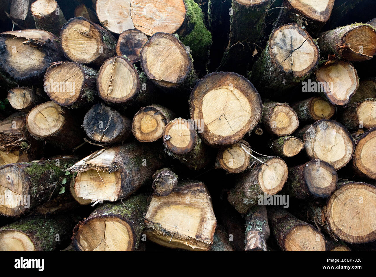 Stacked logs and a warning sign in Dartmoor, Devon Stock Photo - Alamy