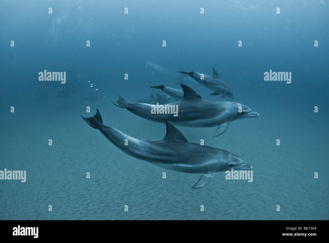 Underwater dolphin south africa hi-res stock photography and images - Alamy