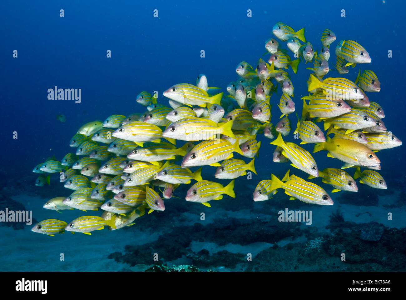 Yellow grunts hi-res stock photography and images - Alamy