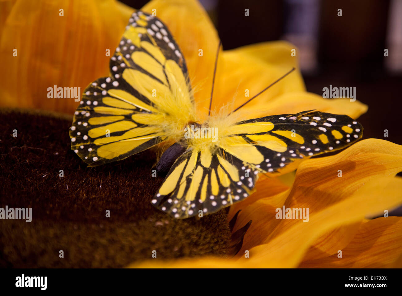 Butterfly exhibition hi-res stock photography and images - Alamy