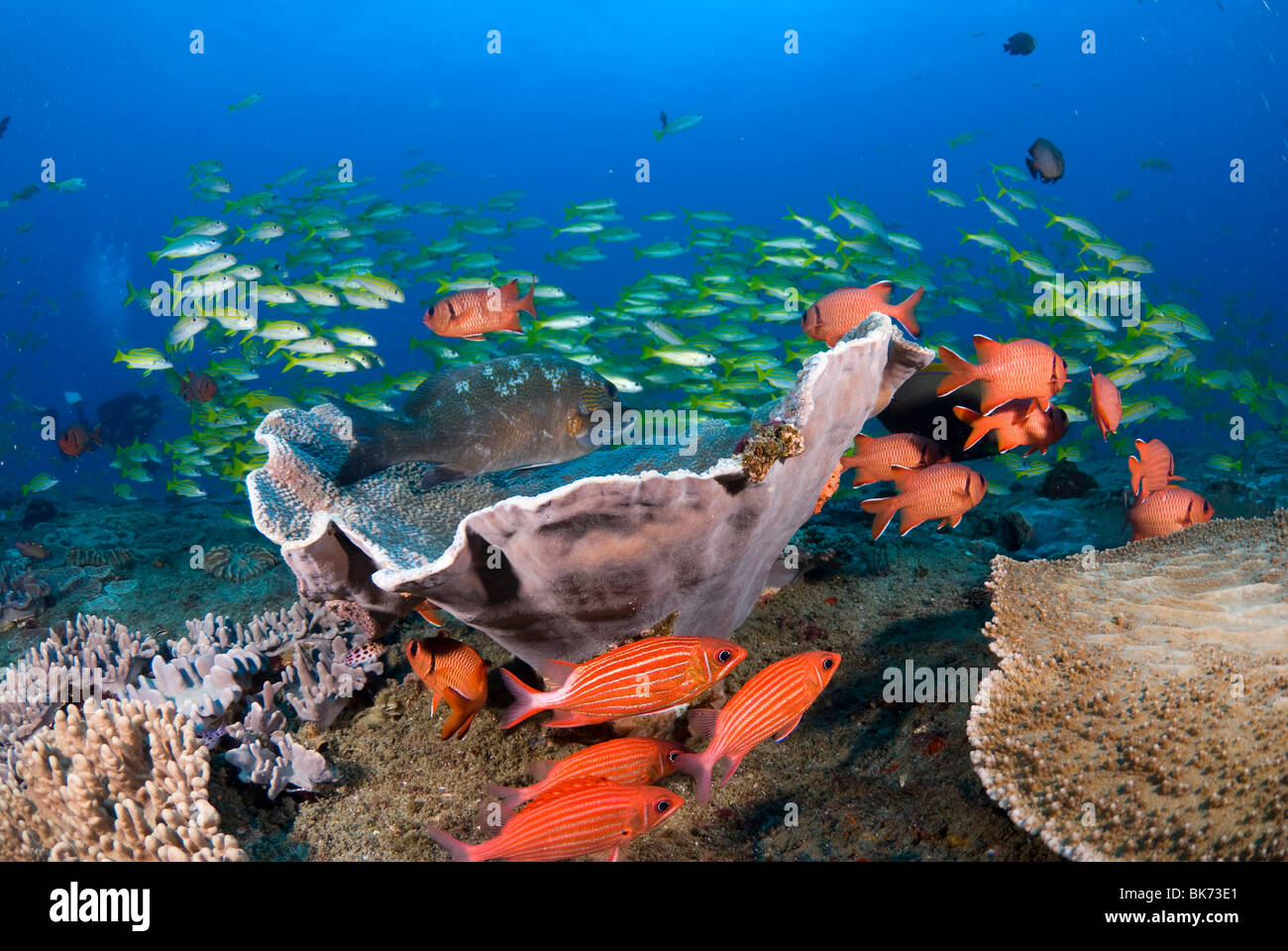 Colorful coral reef scene, South Africa Stock Photo - Alamy