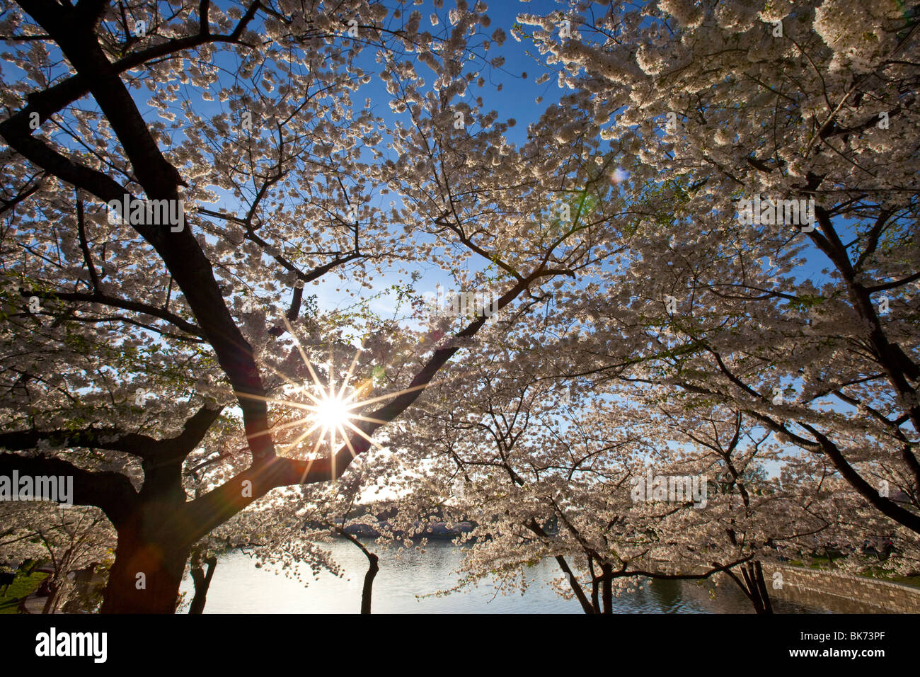 Cherry blossom trees in Washington DC Stock Photo - Alamy