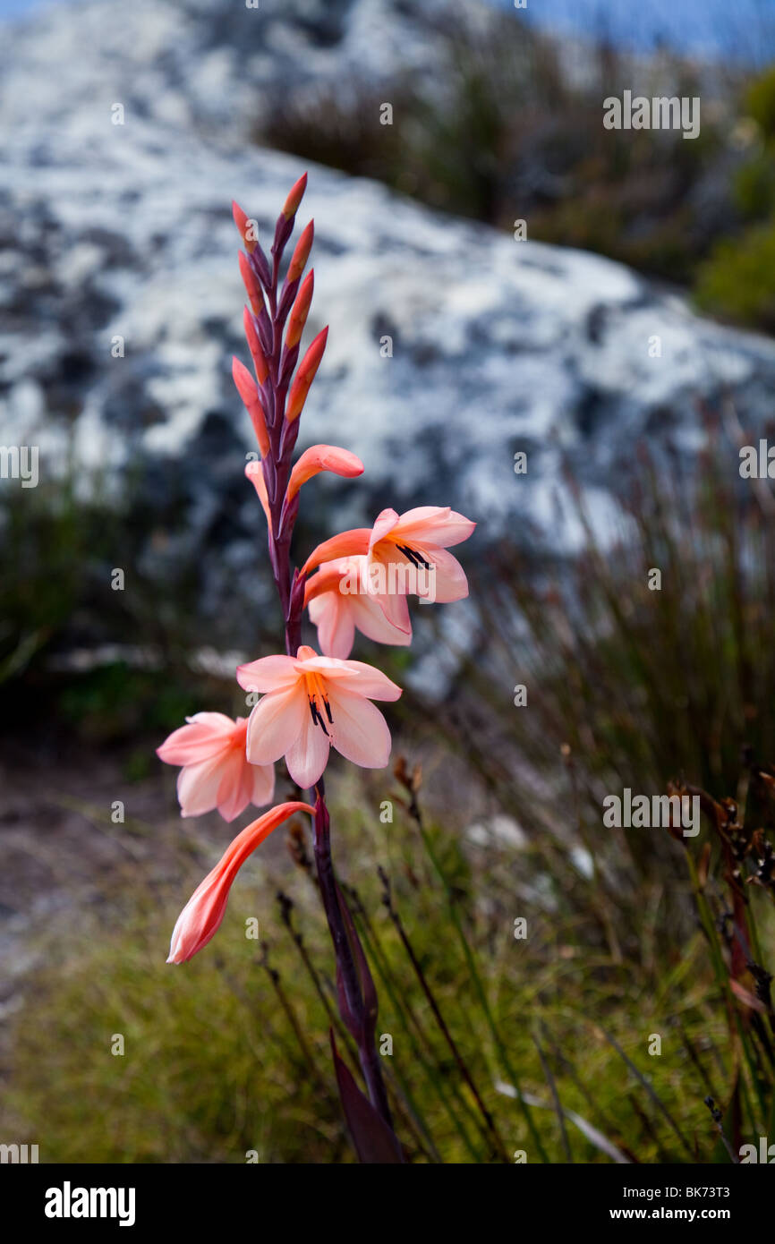 Close-up of a Watsonia flower in bloom Stock Photo - Alamy