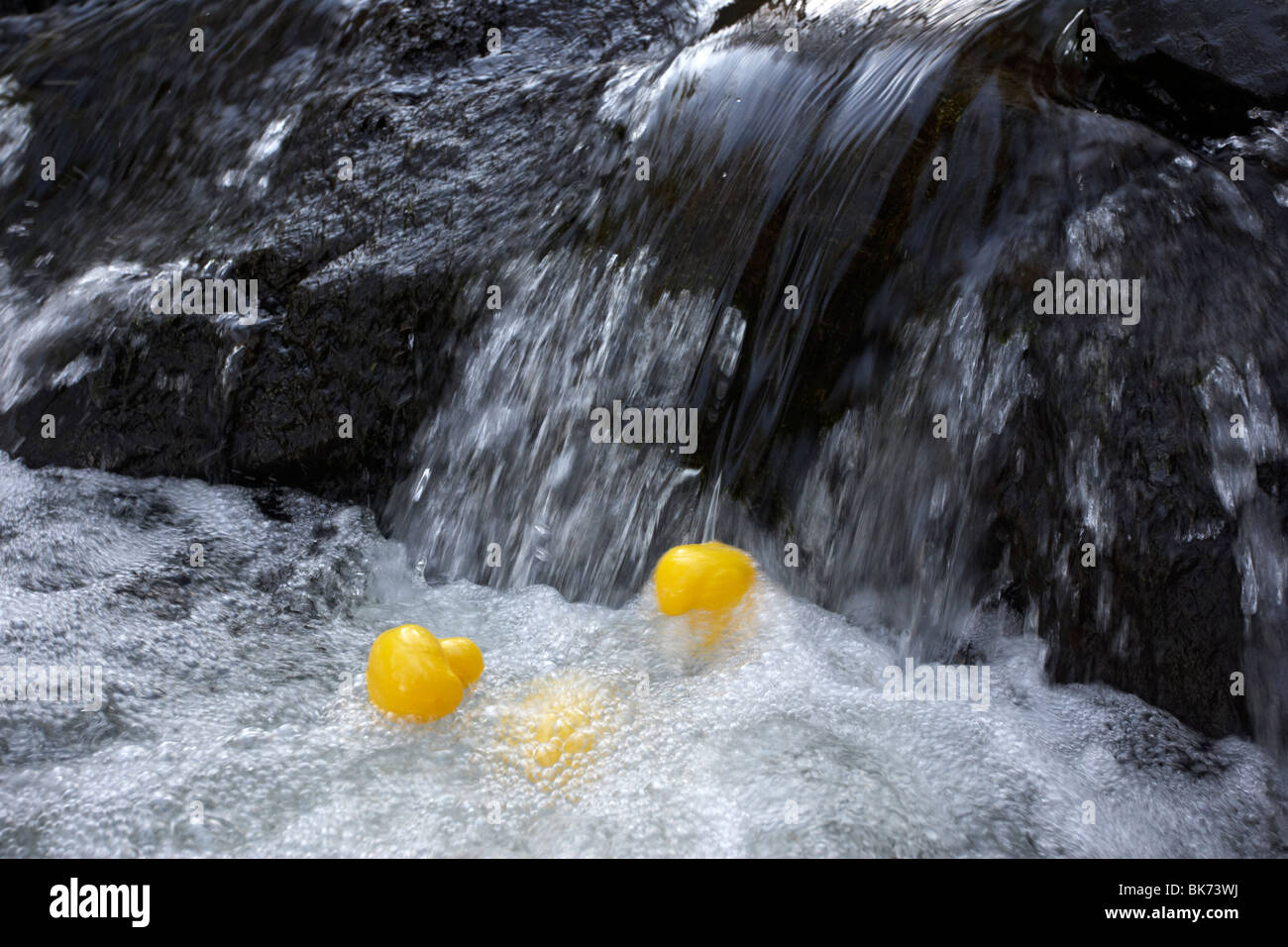 yellow plastic toy ducks falling down a waterfall and into the surge on ...