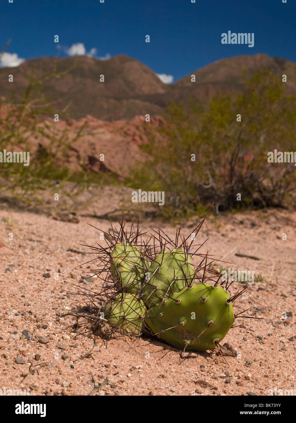 Arid cactus hi-res stock photography and images - Alamy