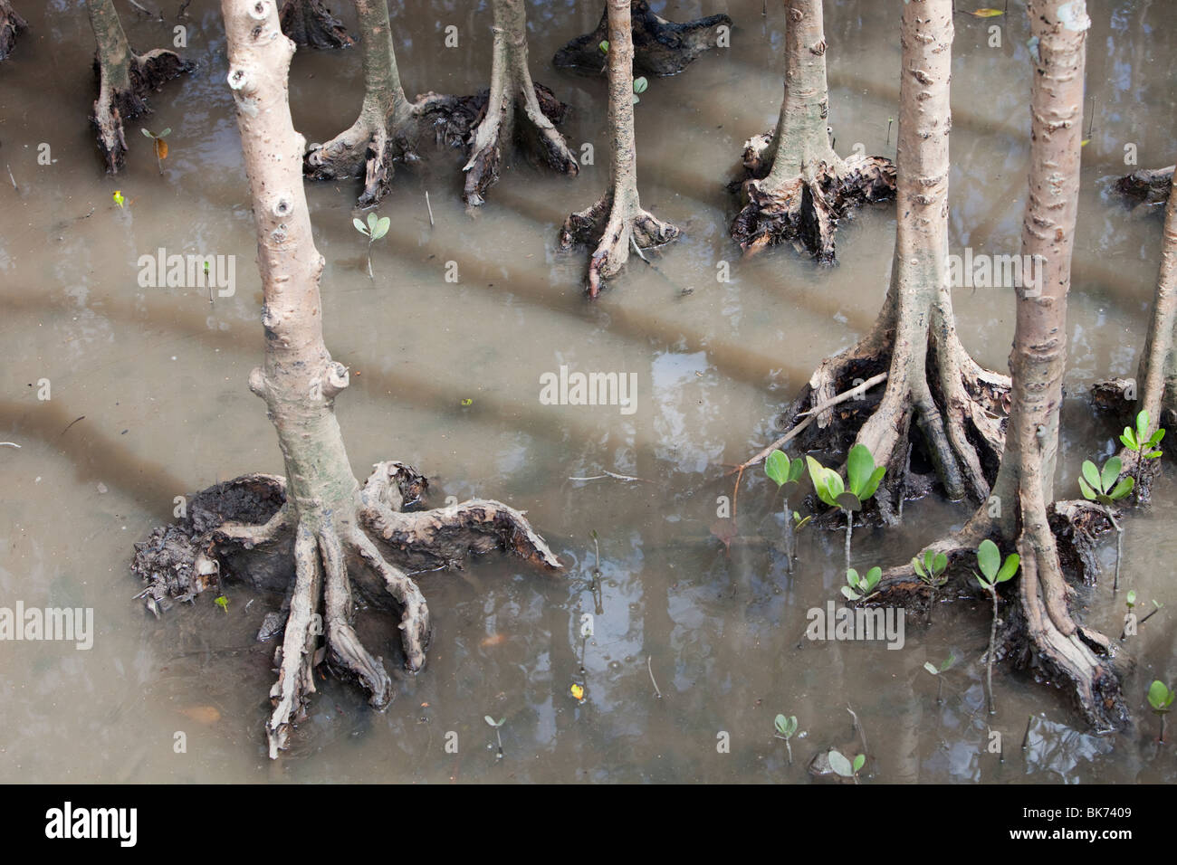 Mangrove swamp at high tide in Cairns, Queensland, Australia Stock ...