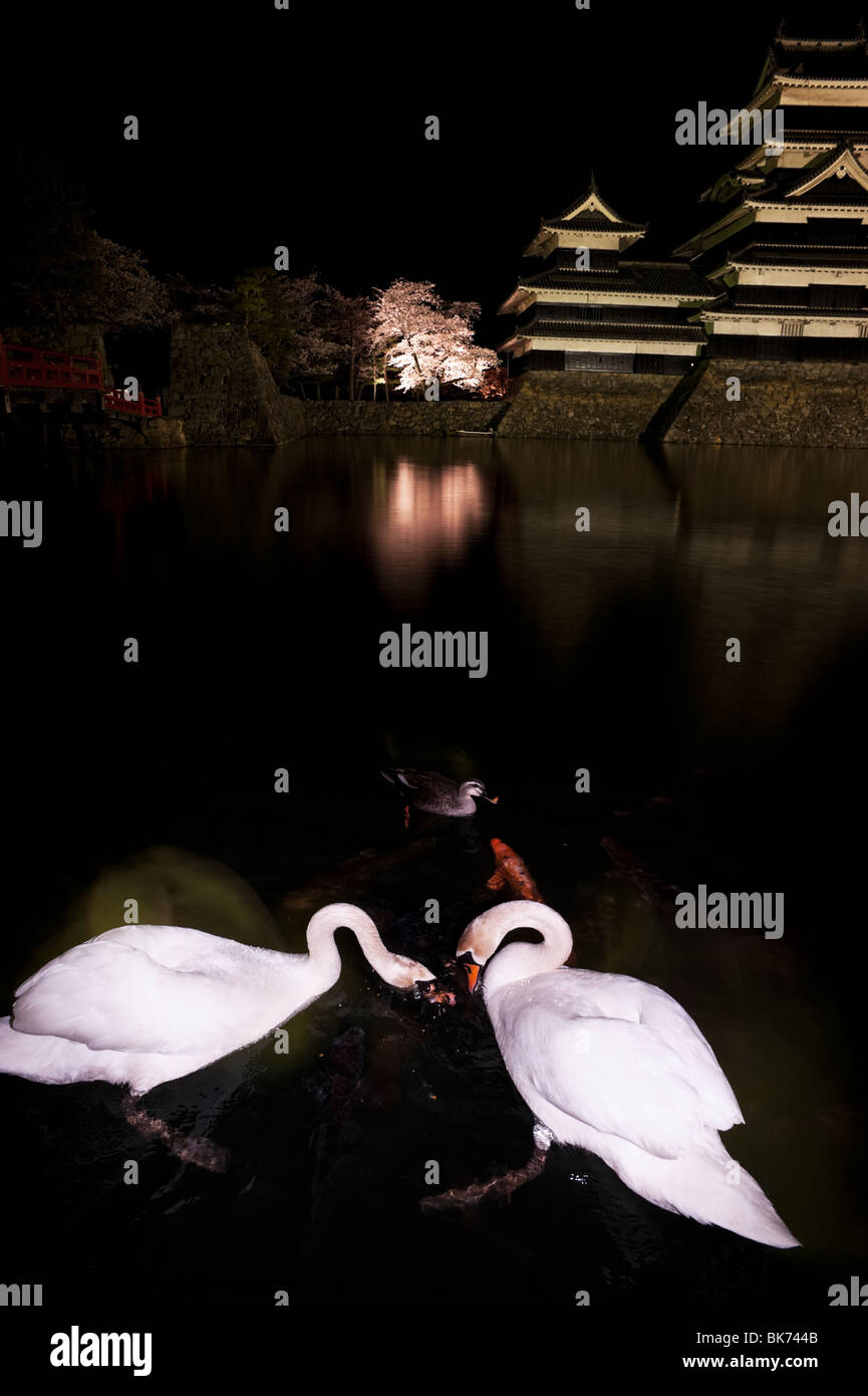 Japanese swans hi-res stock photography and images - Alamy