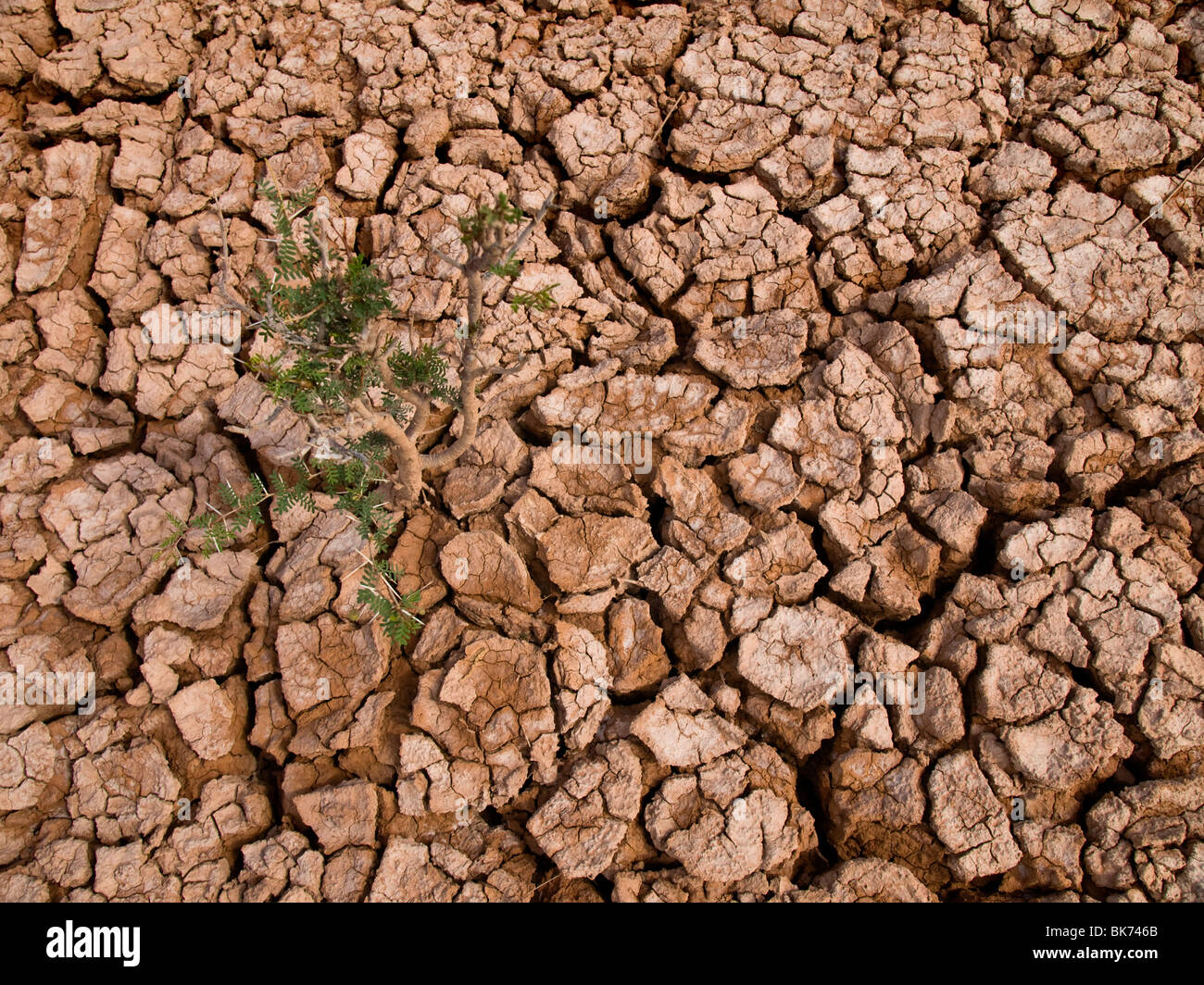 A thorny plant growing in a baked earth soil Stock Photo - Alamy