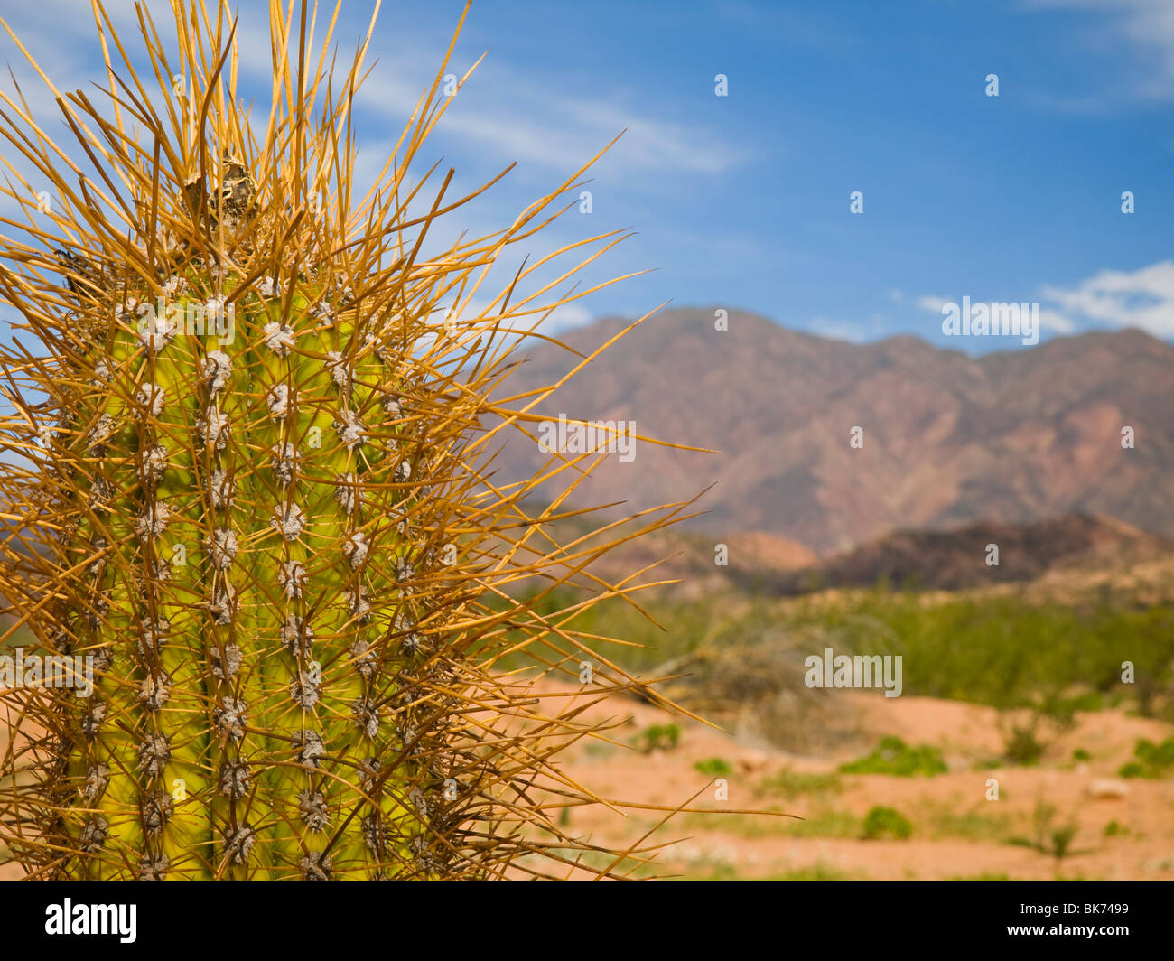 A green cactus over an arid landscape in a dry summer Stock Photo - Alamy