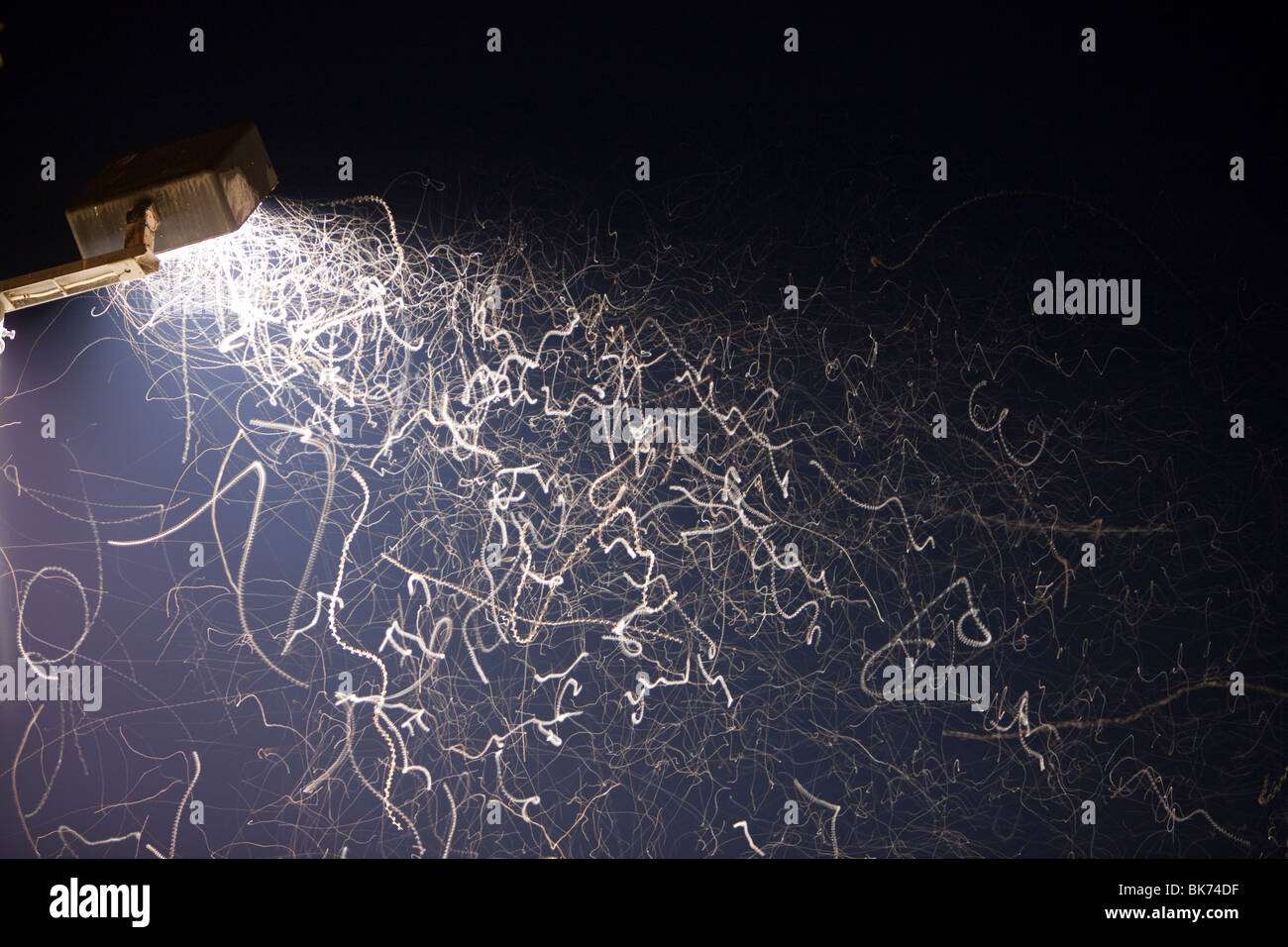 Insects attracted to light hi-res stock photography and images - Alamy