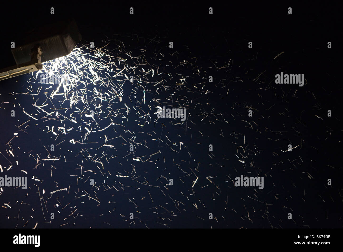 Street light night moth hi-res stock photography and images - Alamy