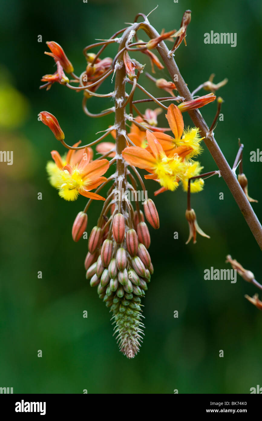Close-up of a blooming Bulbina flower Stock Photo - Alamy