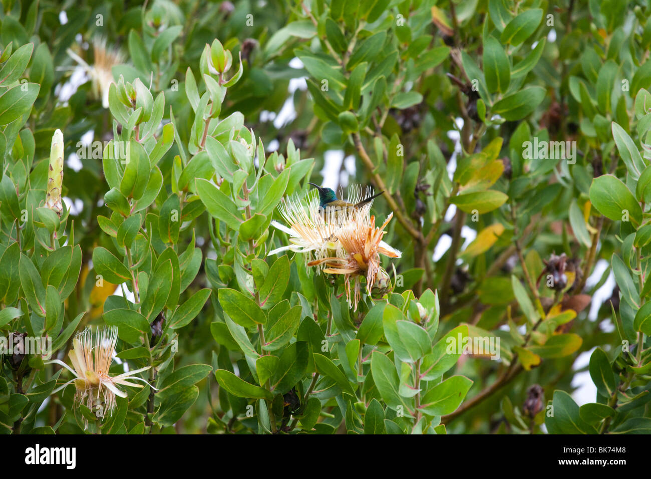Protea tree hi-res stock photography and images - Alamy
