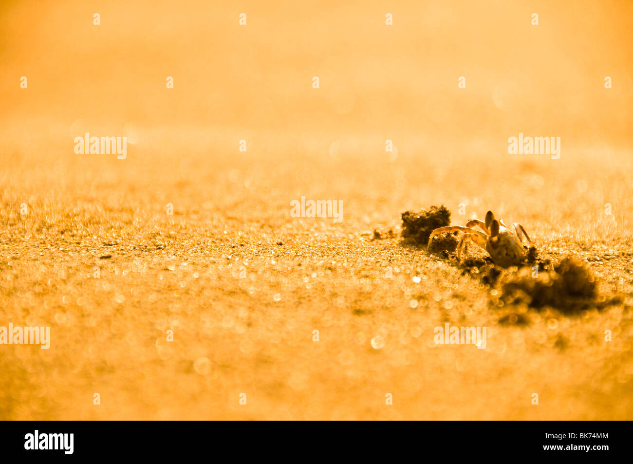 Sand crab burrowing in sand hi-res stock photography and images - Alamy