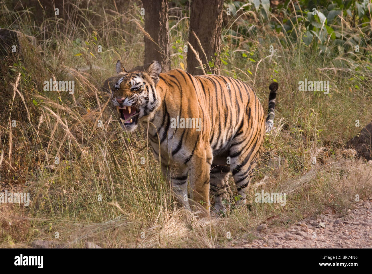 A Bengal Tiger, in Bandhavgarh, India Stock Photo - Alamy