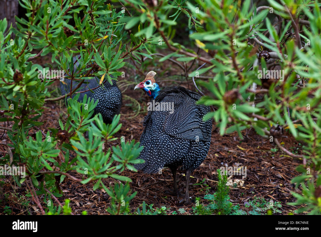 South African Francolin birds Stock Photo - Alamy