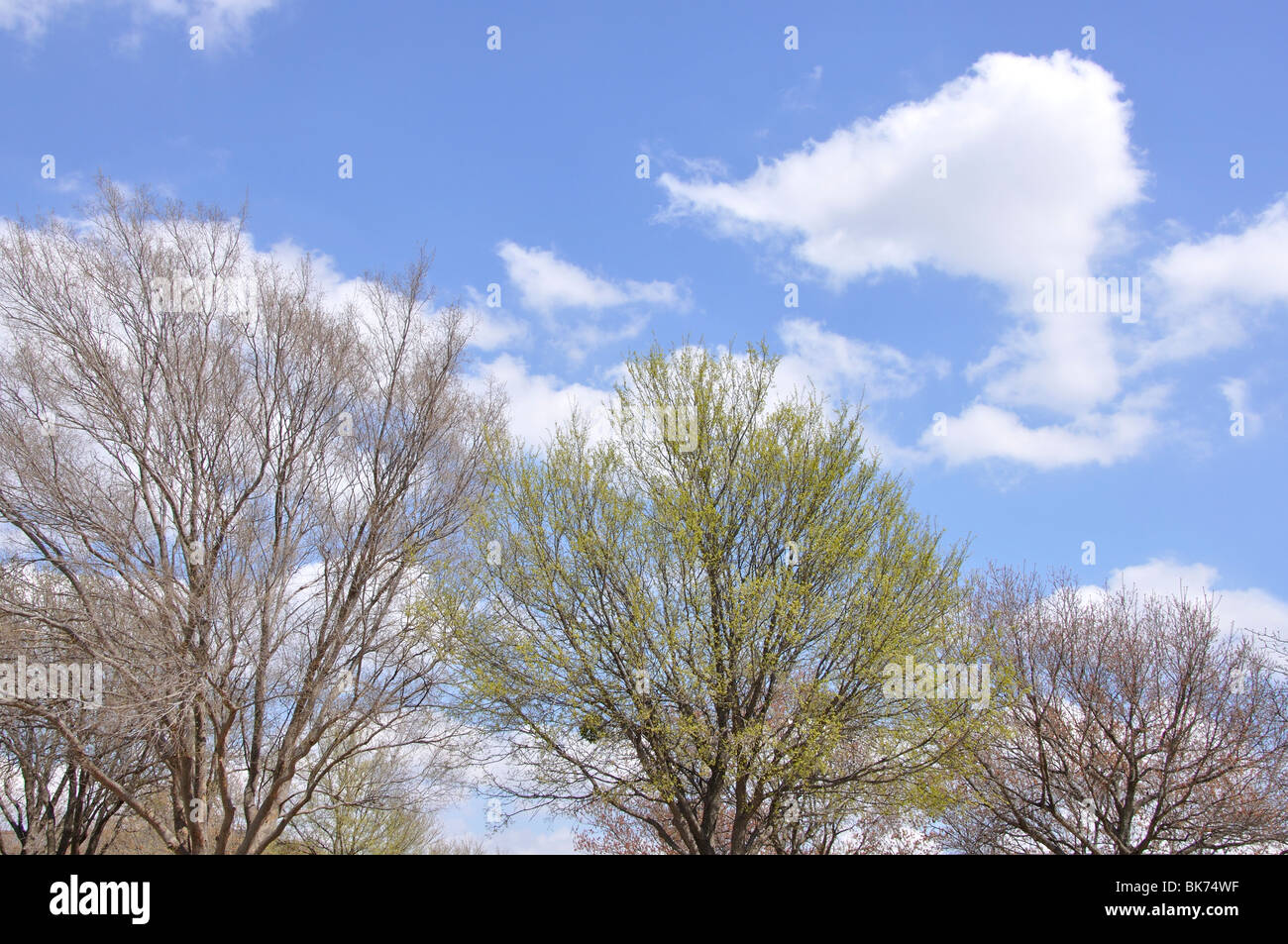 Budding trees in spring Stock Photo - Alamy
