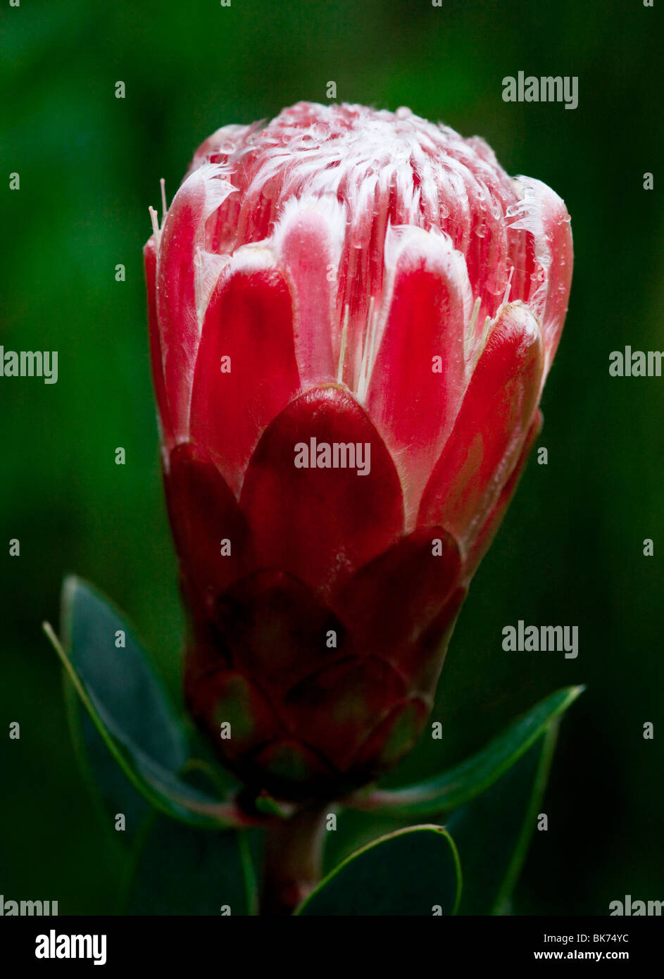 Close up of a protea flower hi-res stock photography and images - Alamy