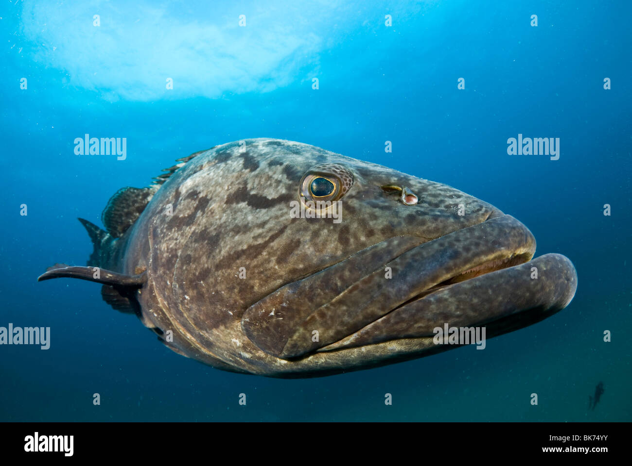 Potato cod, Epinephelus tukula, South Africa, Indian Ocean Stock Photo ...